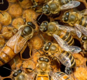 Buckfast honey bees | REVO Hive
